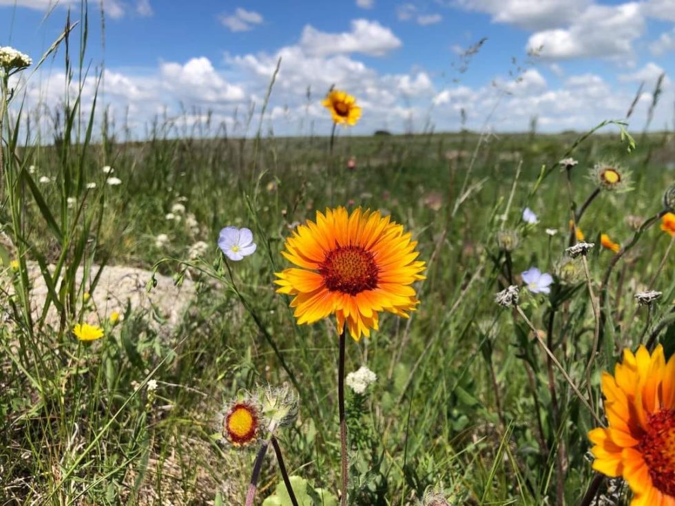 Home - Swale Watchers