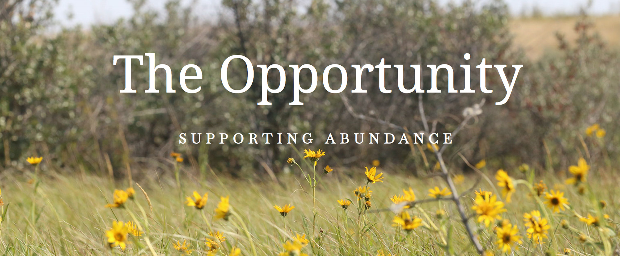 The Opportunity - Swale Watchers