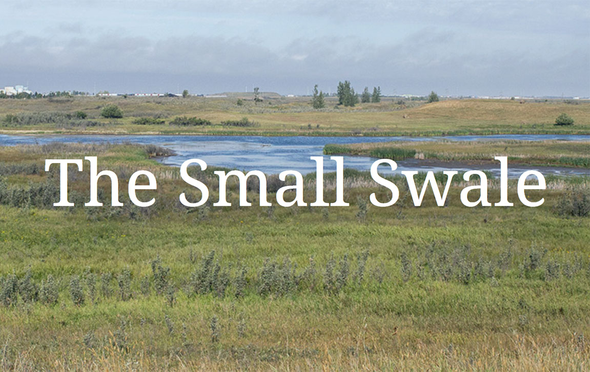 Saskatoon's Small Swale: Hidden in Plain Sight - Swale Watchers